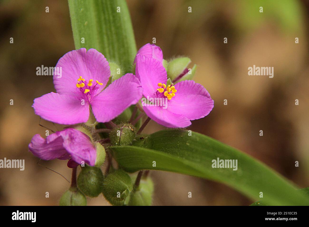 Wild violet flowers virginia usa hi-res stock photography and images ...
