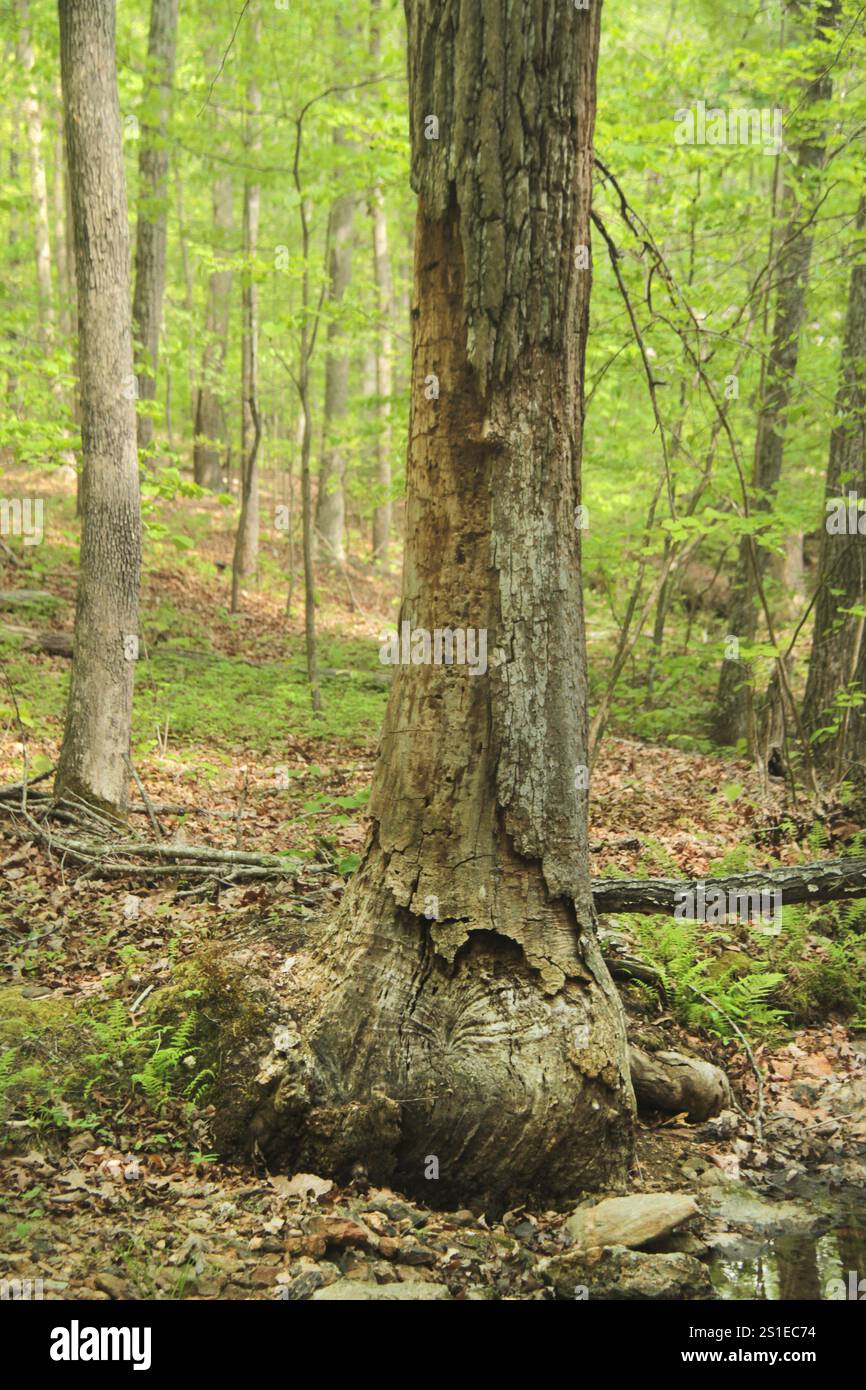 Virginia, USA. Large burl at the base of a tree Stock Photo - Alamy
