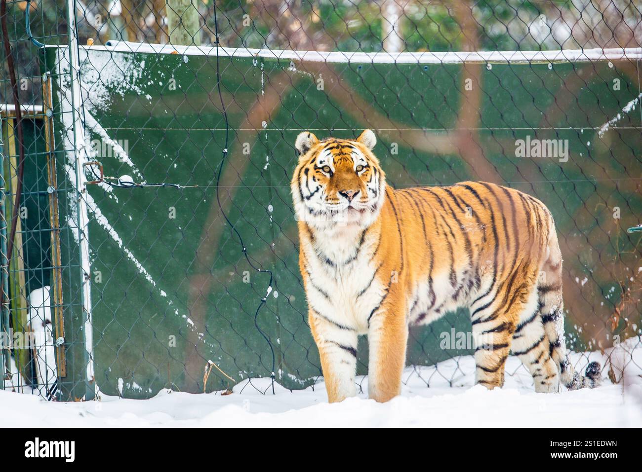 Granby, Quebec - Jan 2 2024: Wandering Tiger in the winter Granby Zoo ...