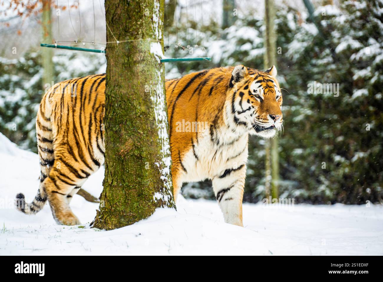 Granby, Quebec - Jan 2 2024: Wandering Tiger in the winter Granby Zoo ...