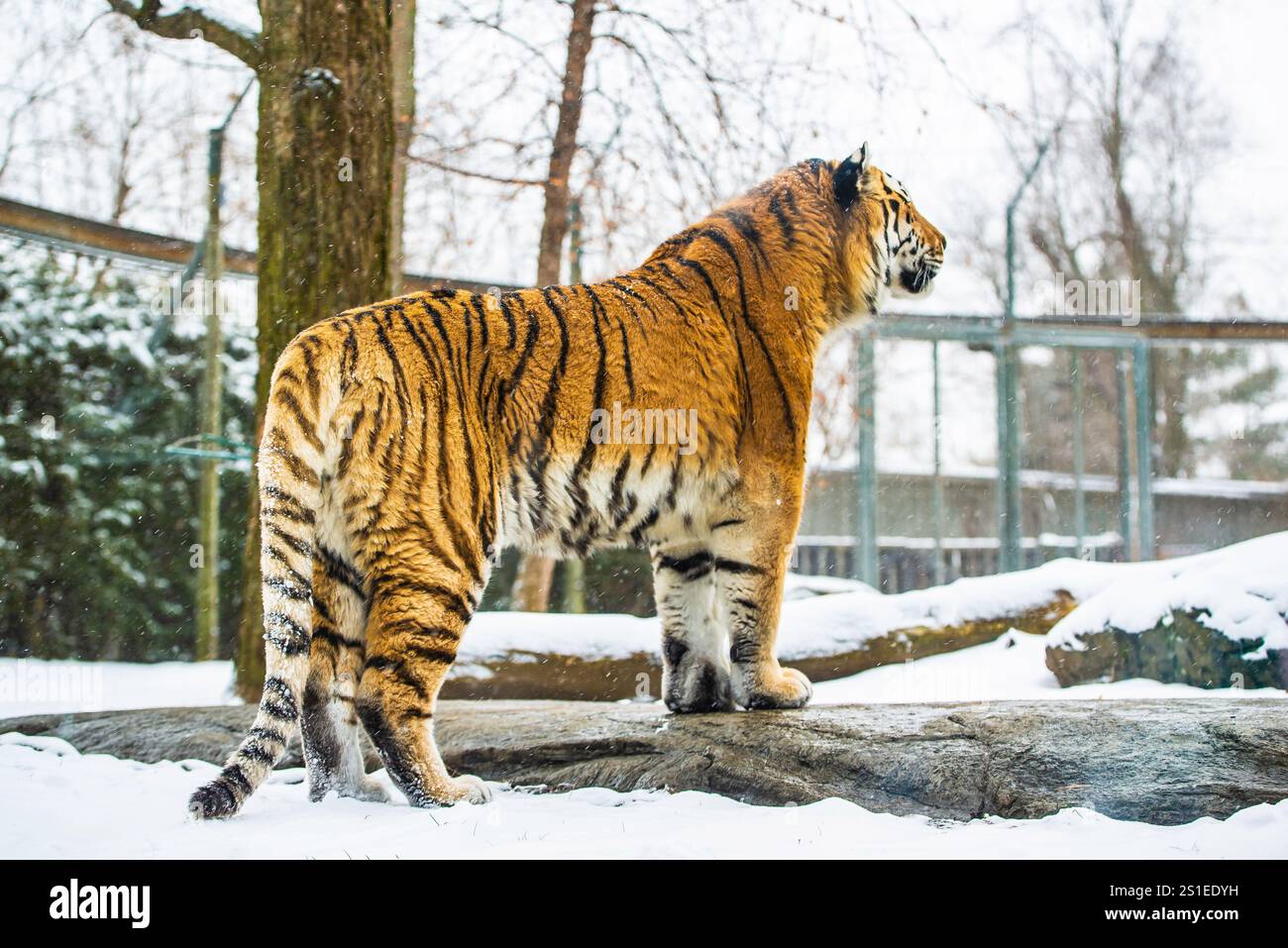 Granby, Quebec - Jan 2 2024: Wandering Tiger in the winter Granby Zoo ...
