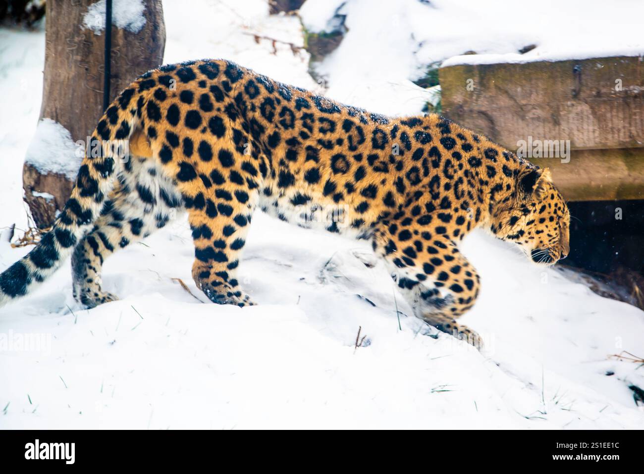 Granby, Quebec - Jan 2 2025: Beautiful snow leopard in the winter ...