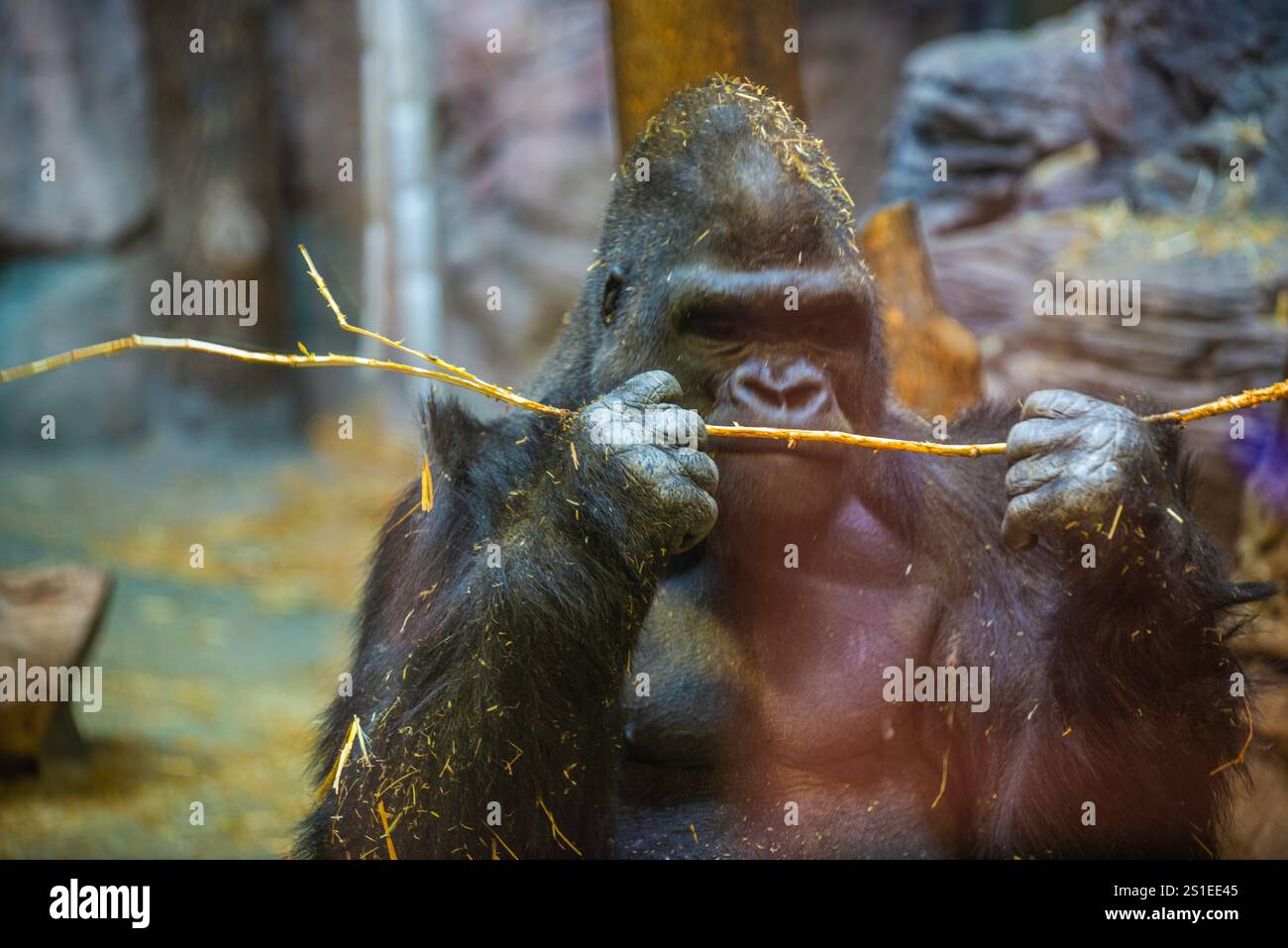 Granby, Quebec - Jan 2 2024: Chimpanzees in the winter Granby Zoo Stock ...