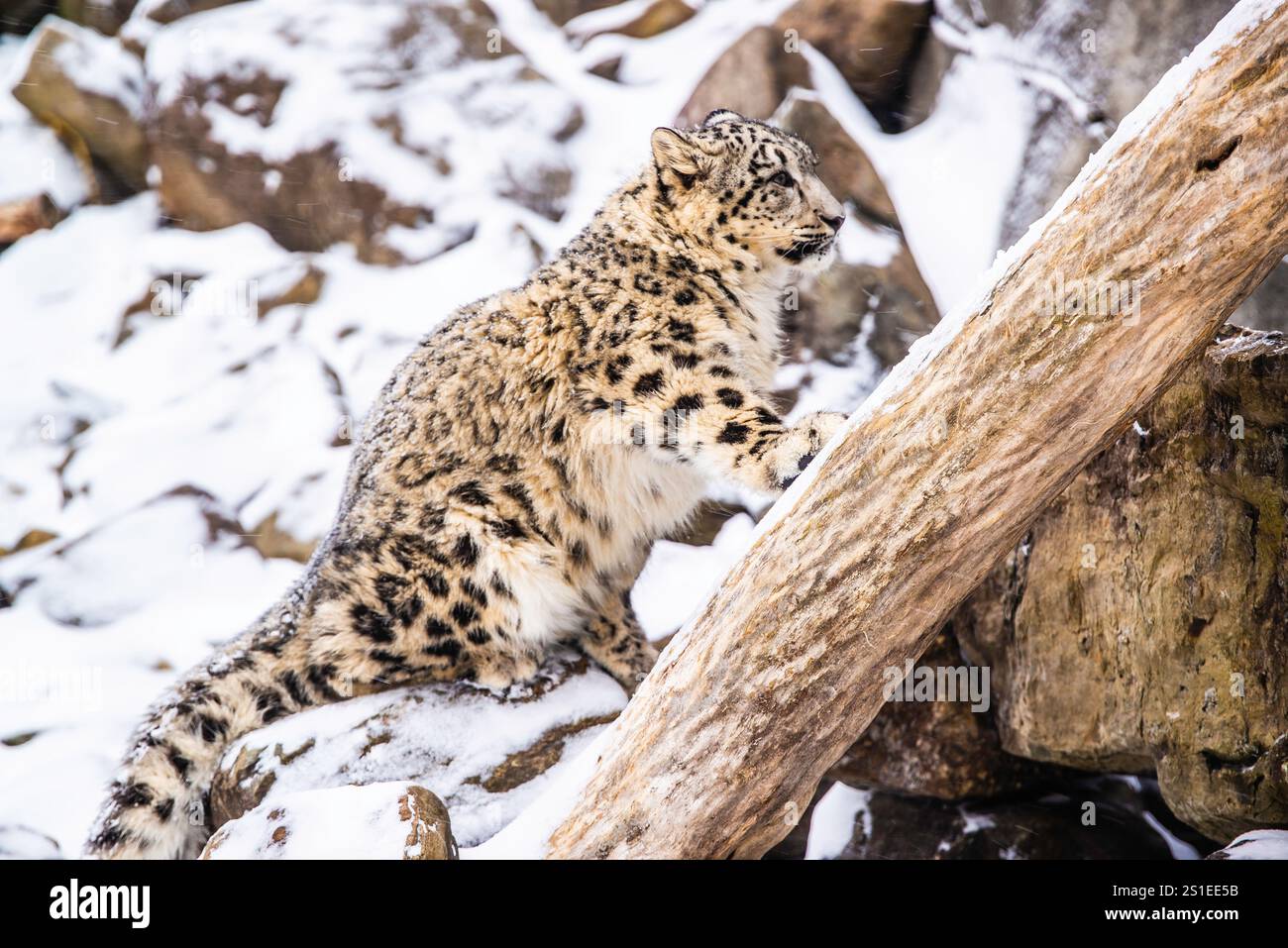 Granby, Quebec - Jan 2 2025: Beautiful snow leopard in the winter ...