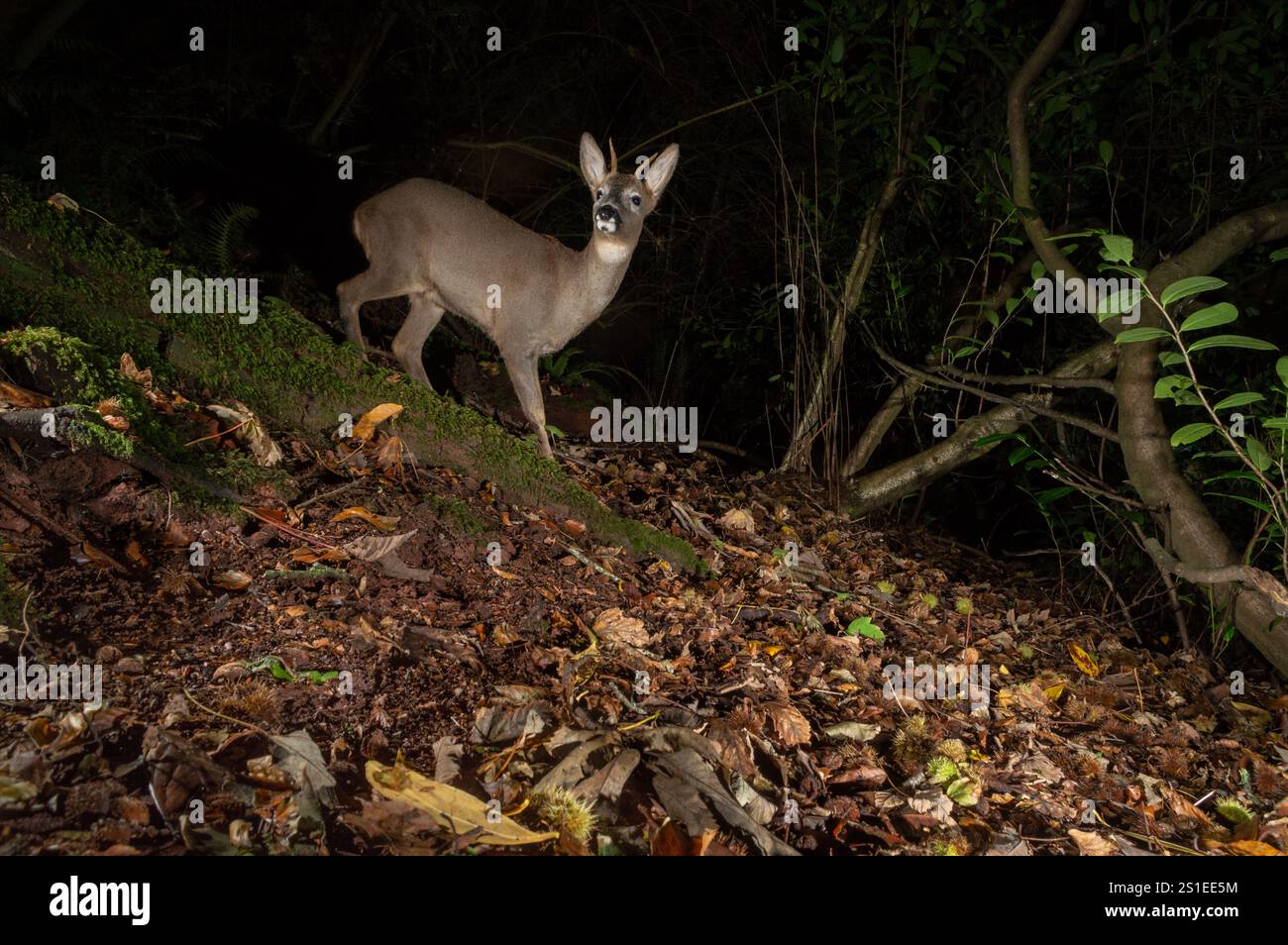 Male Roe Deer caught on Camera Trap Stock Photo - Alamy
