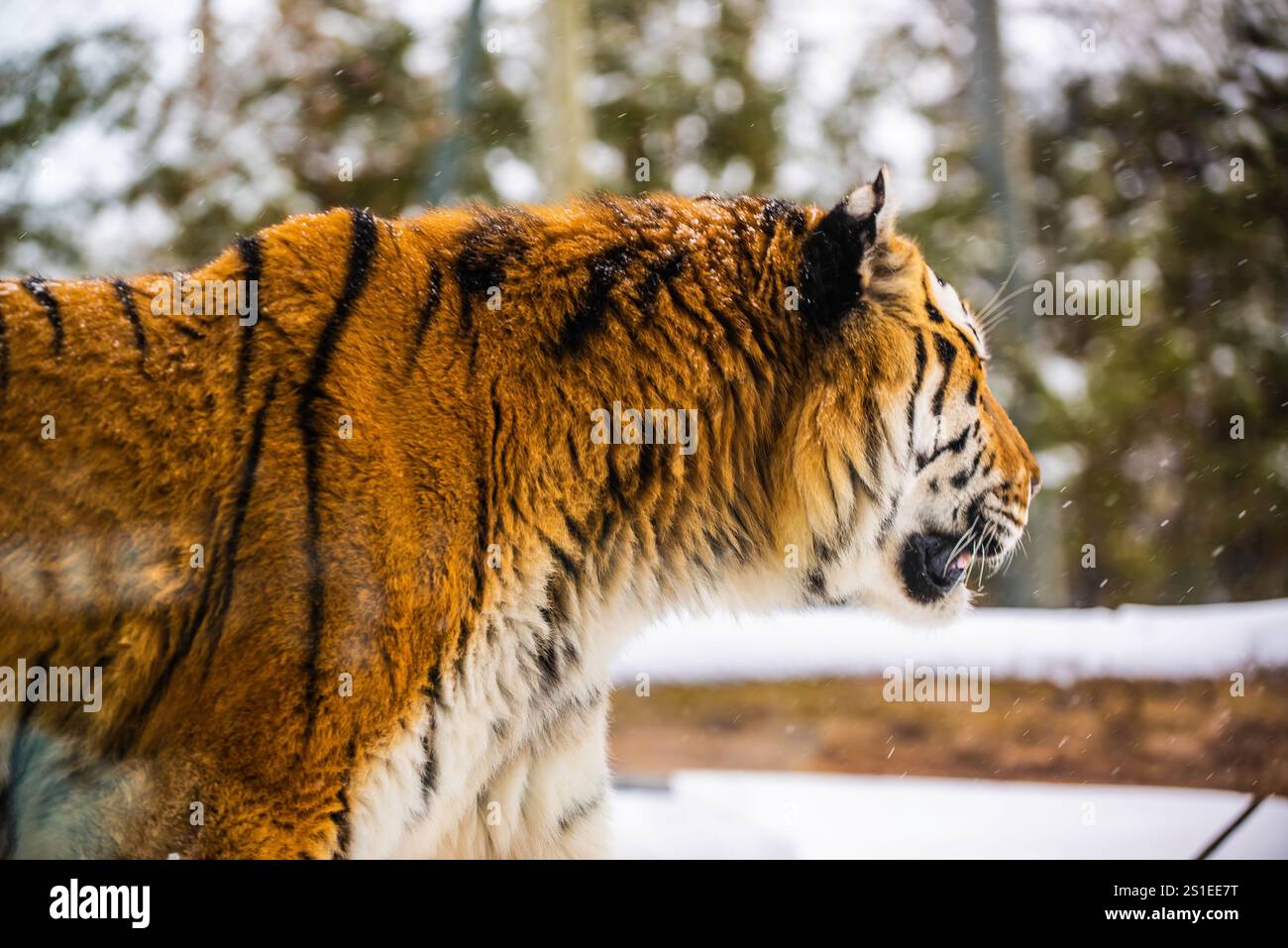 Granby, Quebec - Jan 2 2024: Wandering Tiger in the winter Granby Zoo ...