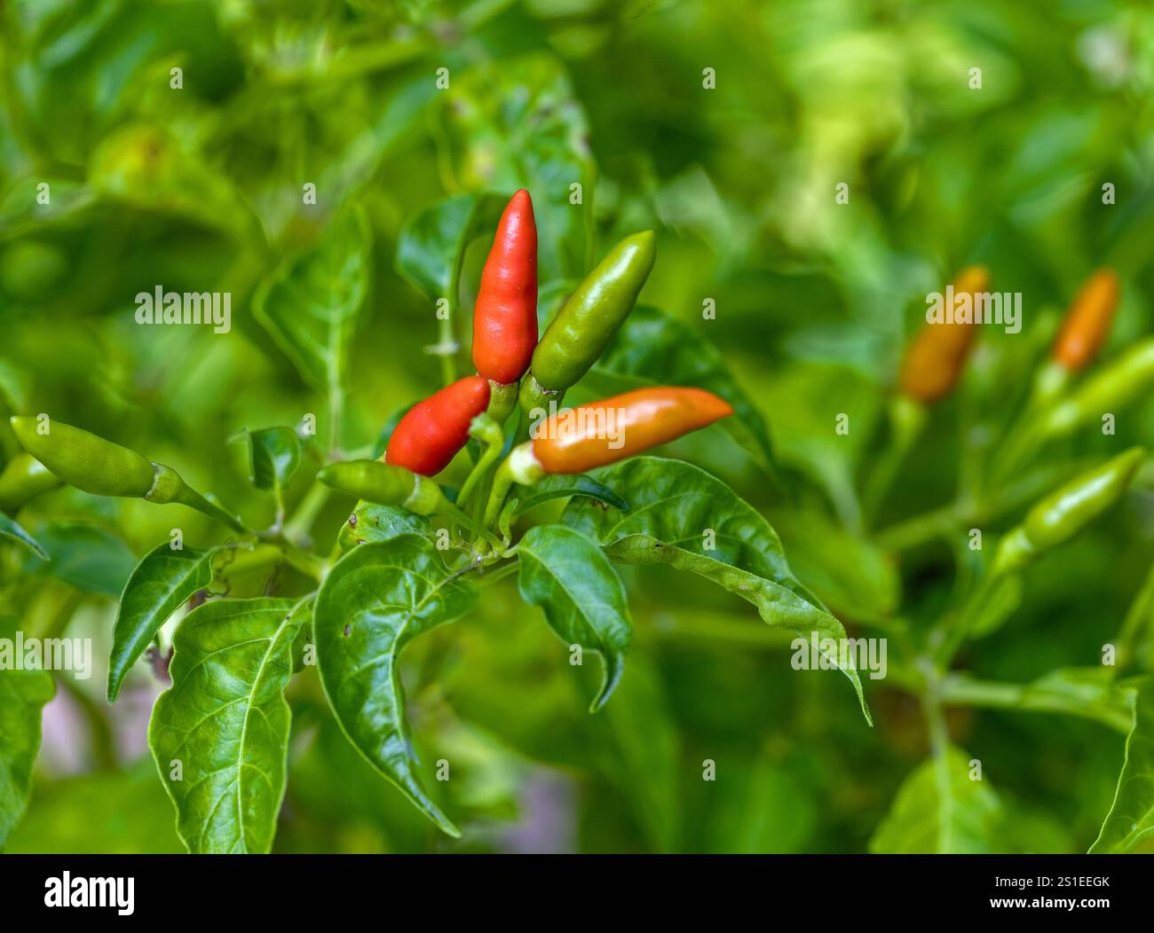 Redchilies hi-res stock photography and images - Alamy