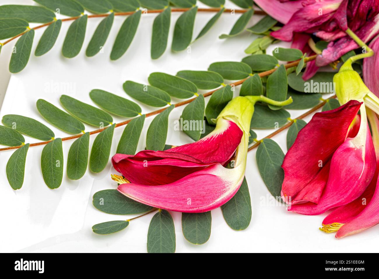 Sesbania grandiflora petals hi-res stock photography and images - Alamy