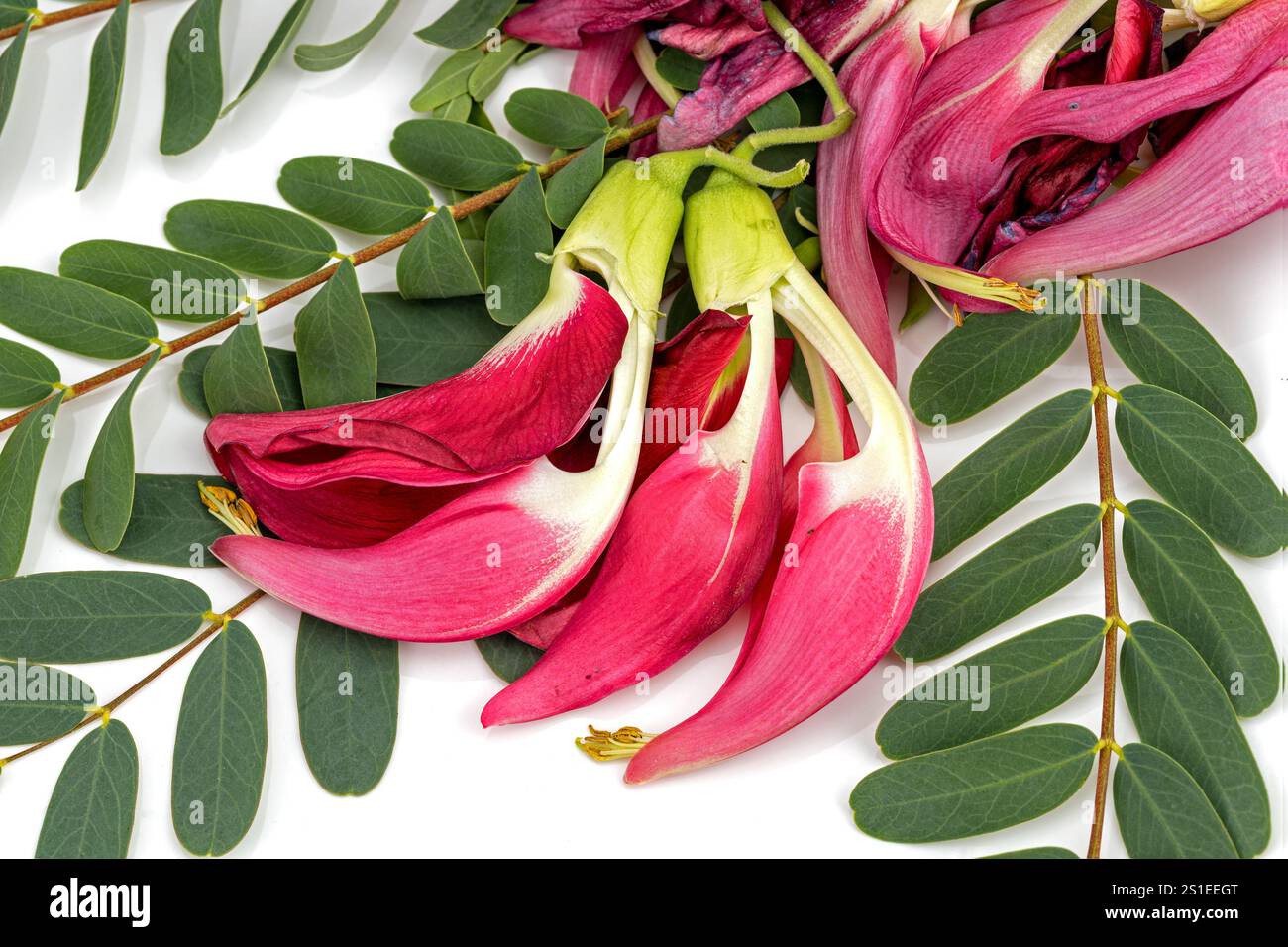 Sesbania grandiflora petals hi-res stock photography and images - Alamy