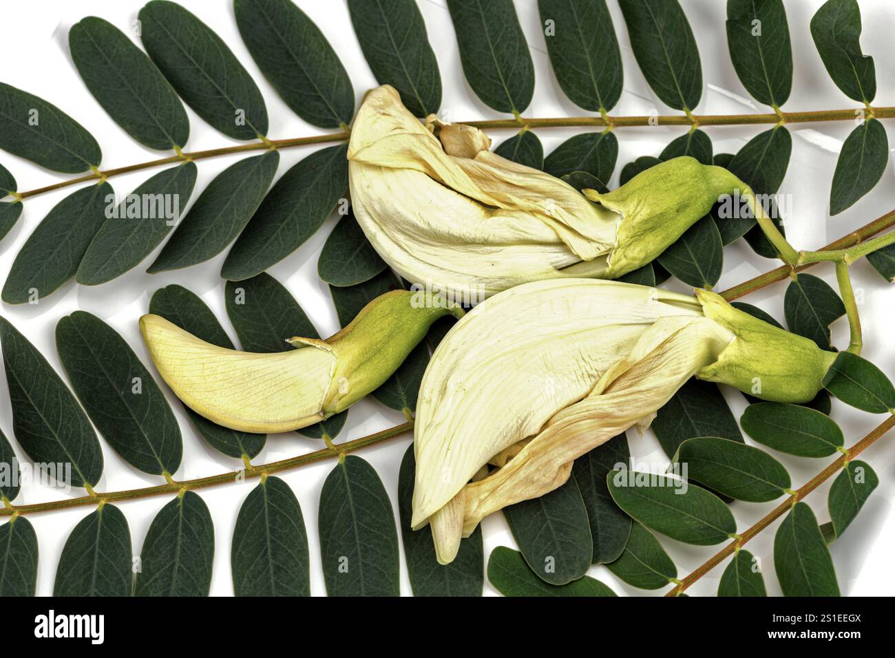 Sesbania flora detail hi-res stock photography and images - Alamy