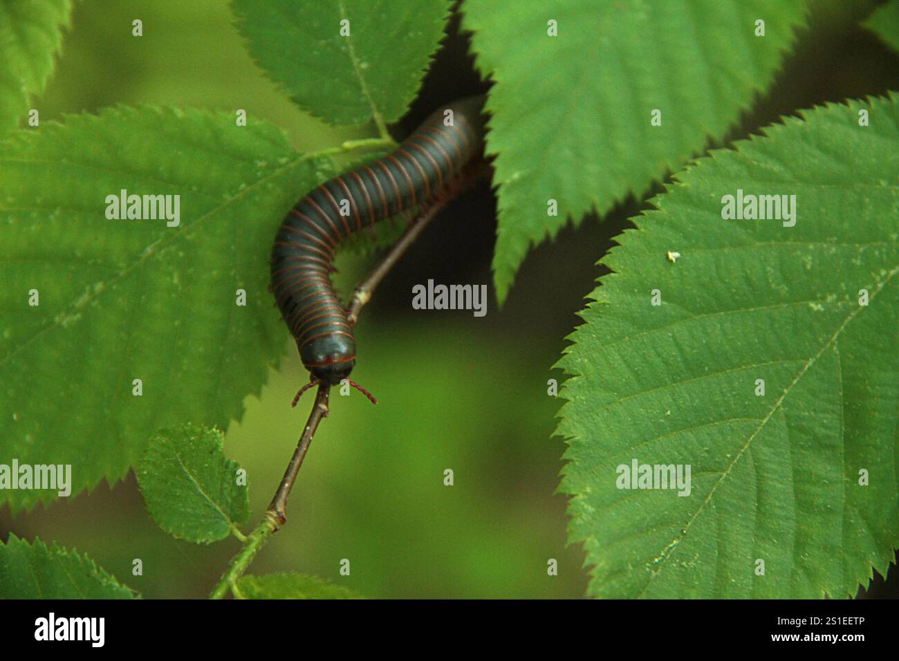 Millipedes leaves hi-res stock photography and images - Alamy