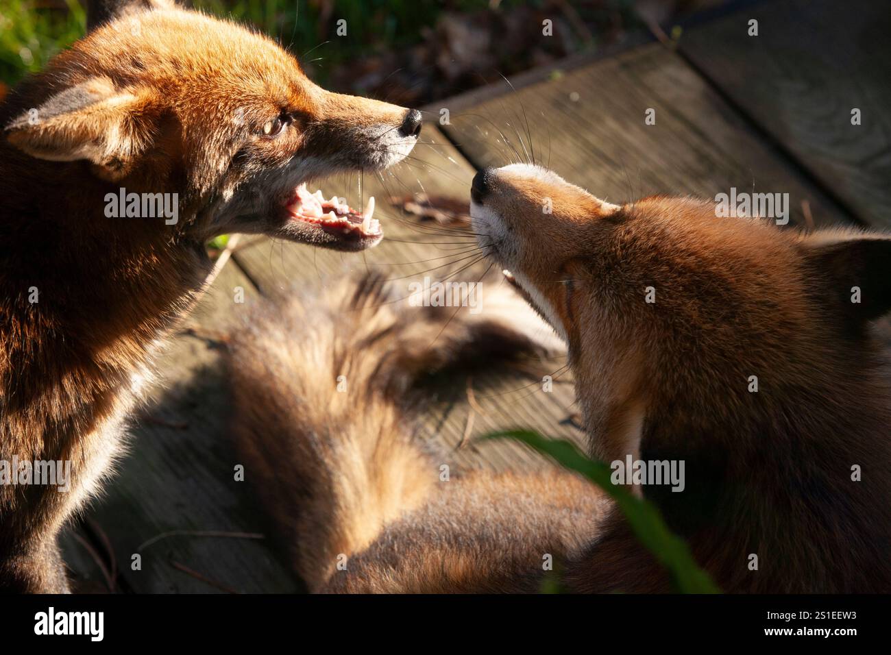 UK weather, 3 January 2025: A family of foxes grab some sunshine on a ...