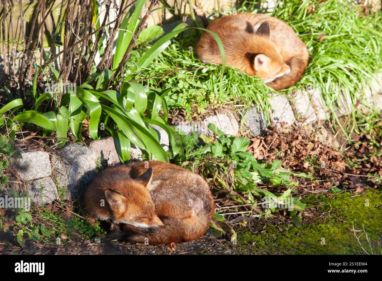 UK weather, 3 January 2025: A family of foxes grab some sunshine in a ...