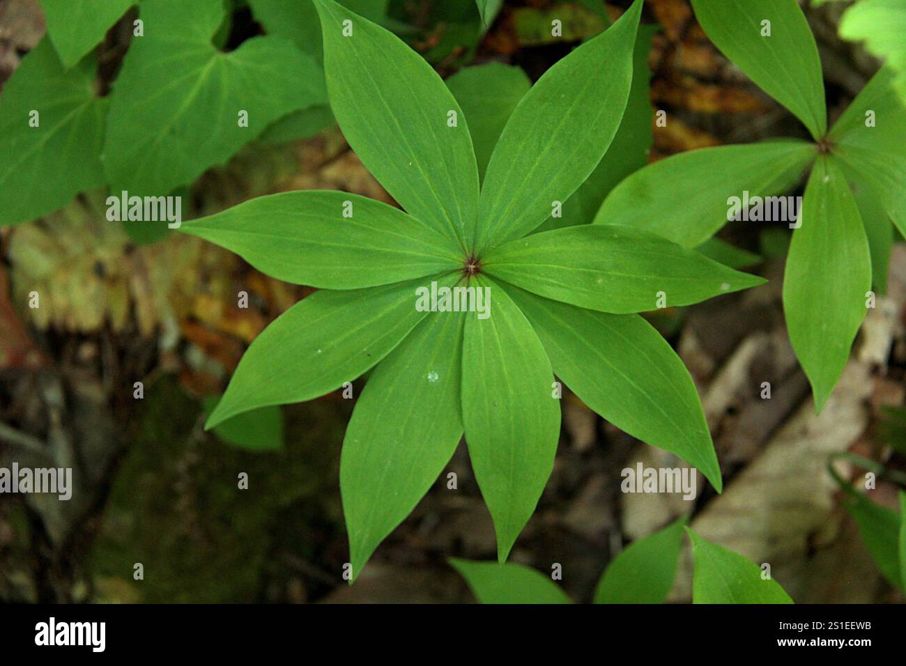 Medeola virginiana (Indian cucumber) plant in Virginia, USA Stock Photo ...