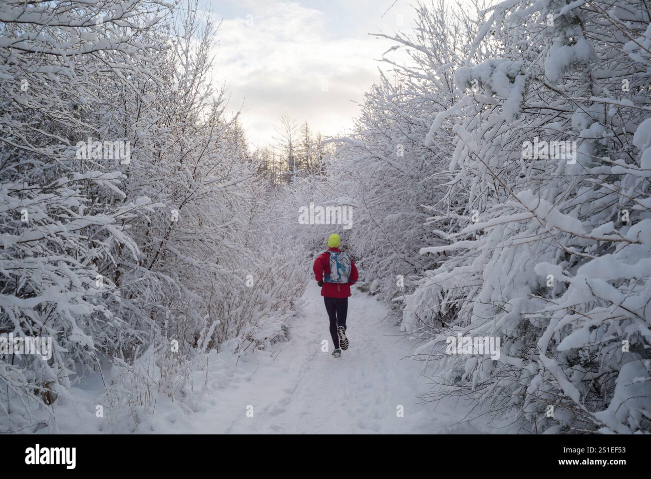 UK weather. People walking through Heavy snow in Foggieton Woods ...