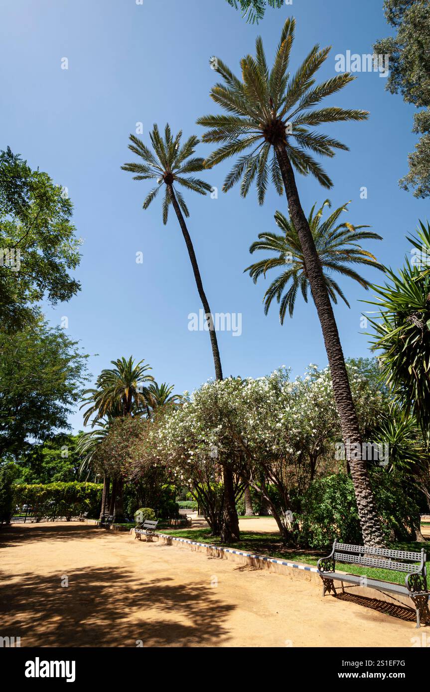 Palm trees in Jardines de Murillo, historical garden in Sevilla, old ...