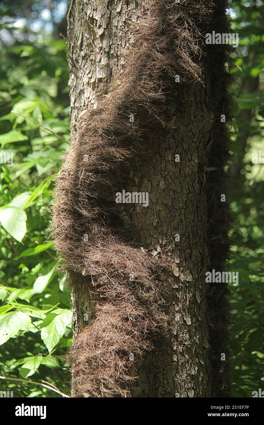 Virginia, U.S.A. Large poison ivy vine in the woods Stock Photo - Alamy