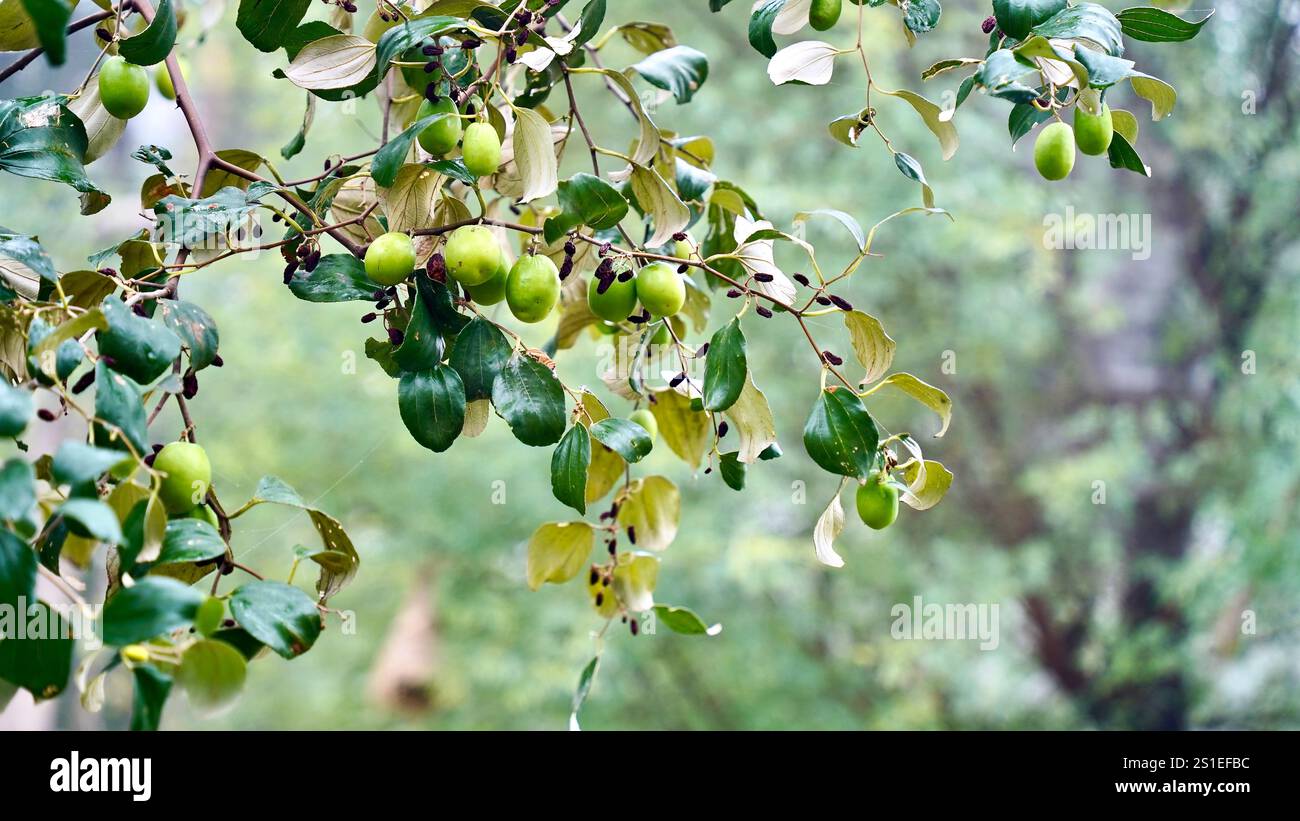 Indian Jujube or Ziziphus mauritiana on the jujube tree.this photo was ...