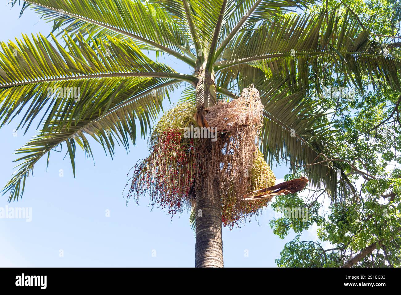 Jeriva tree and fruits (Syagrus romanzoffiana), also called ox-drool ...