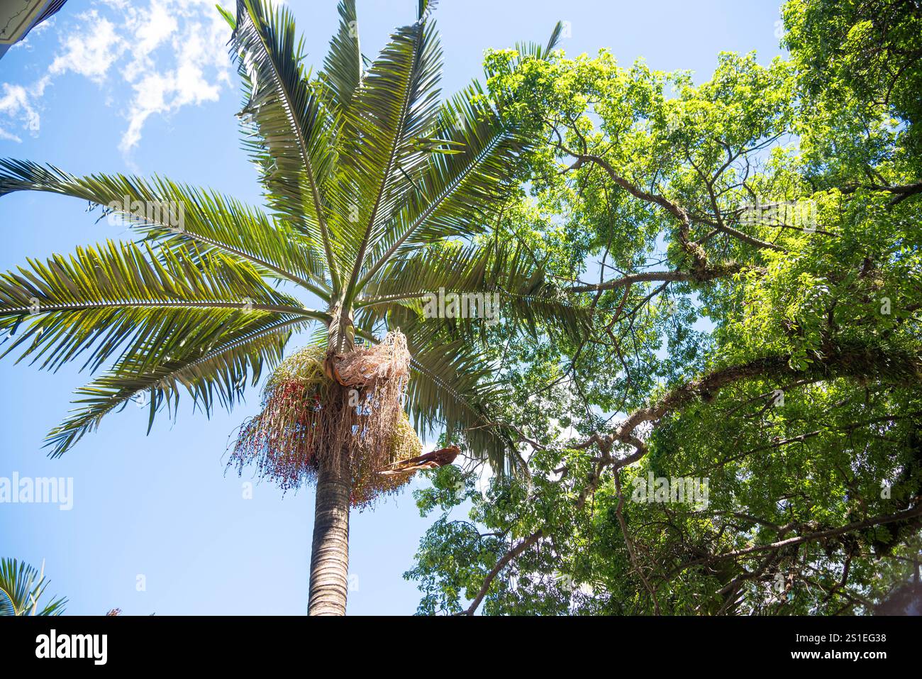 Jeriva tree and fruits (Syagrus romanzoffiana), also called ox-drool ...