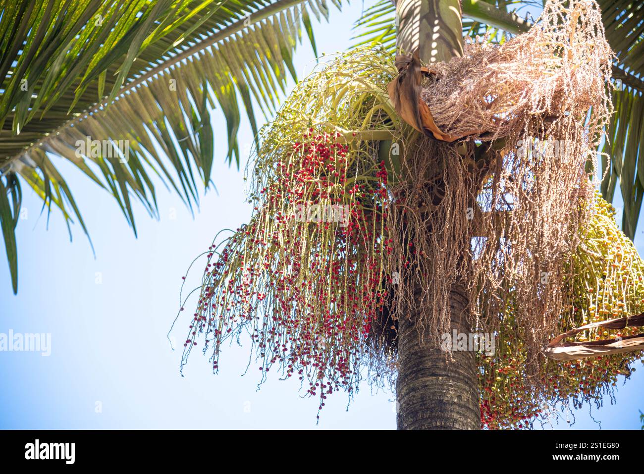Jeriva tree and fruits (Syagrus romanzoffiana), also called ox-drool ...