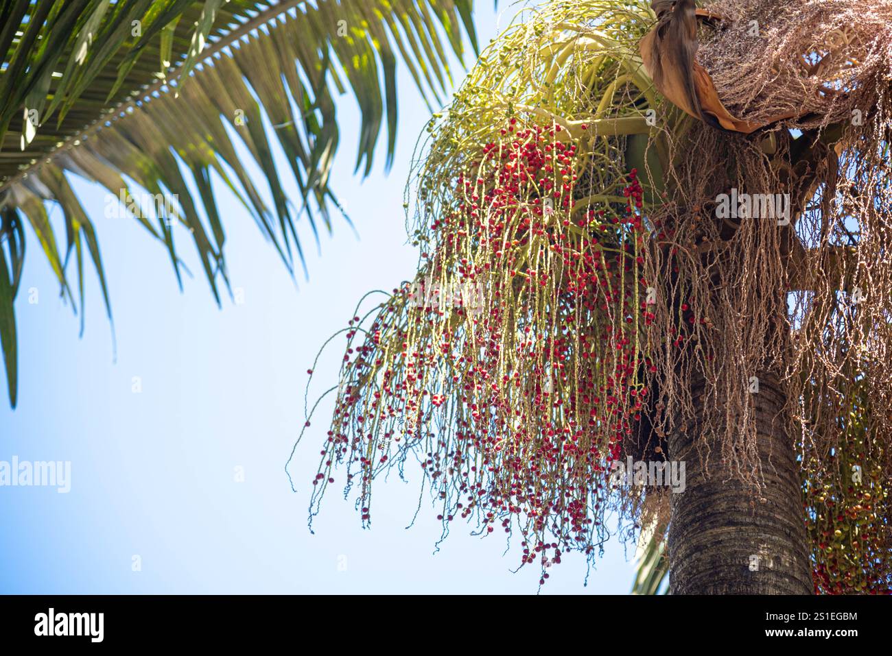 Jeriva tree and fruits (Syagrus romanzoffiana), also called ox-drool ...