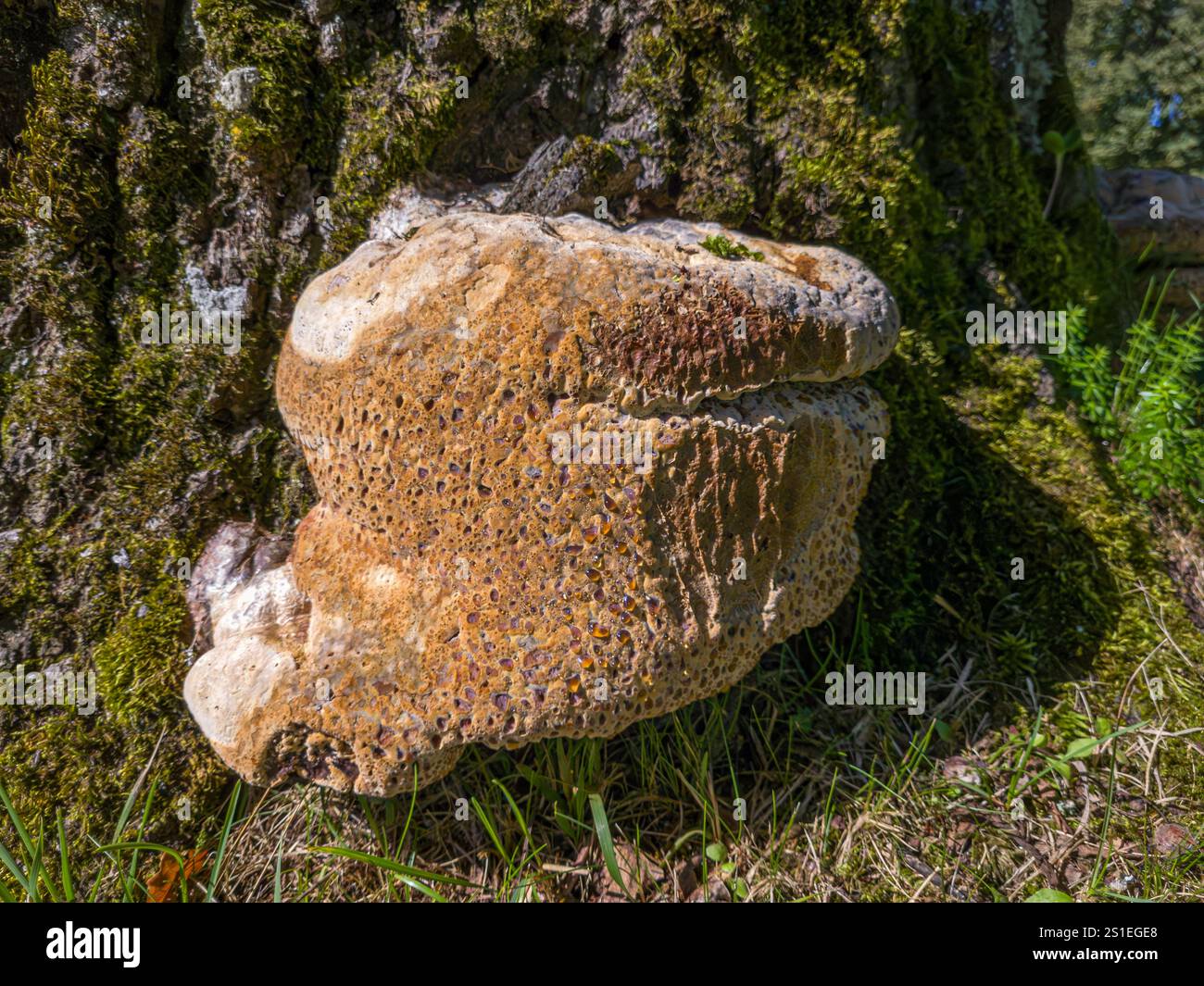 Tree fungus, dripping icicle, Inonotus dryadeus Stock Photo - Alamy