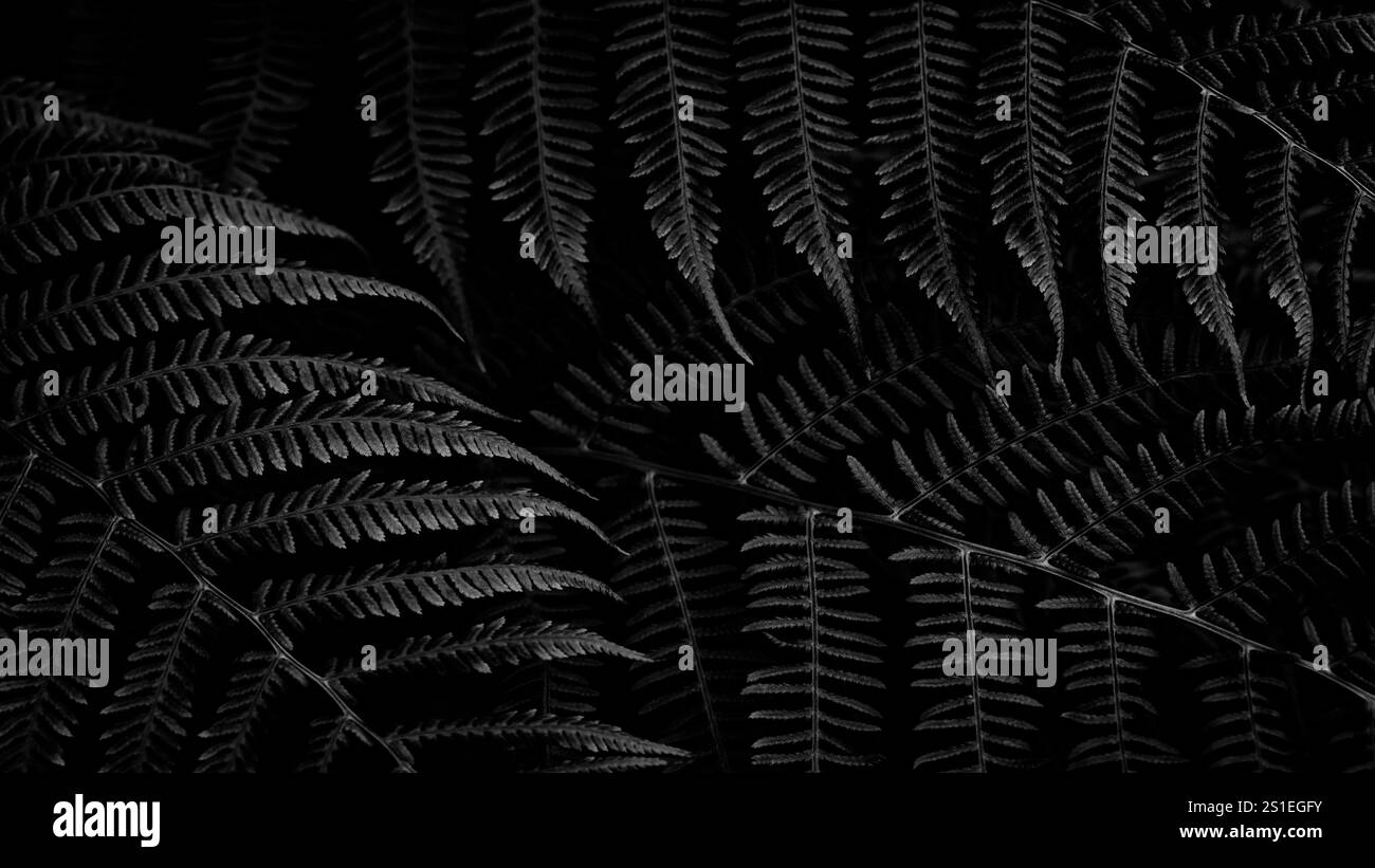 4k close up texture fern hi-res stock photography and images - Alamy