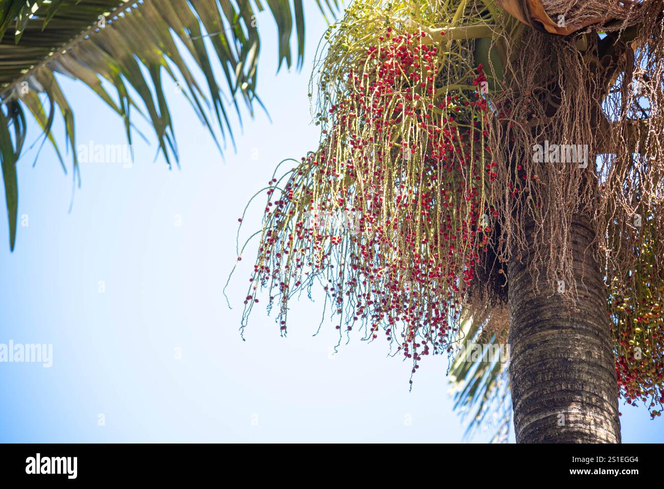 Jeriva tree and fruits (Syagrus romanzoffiana), also called ox-drool ...