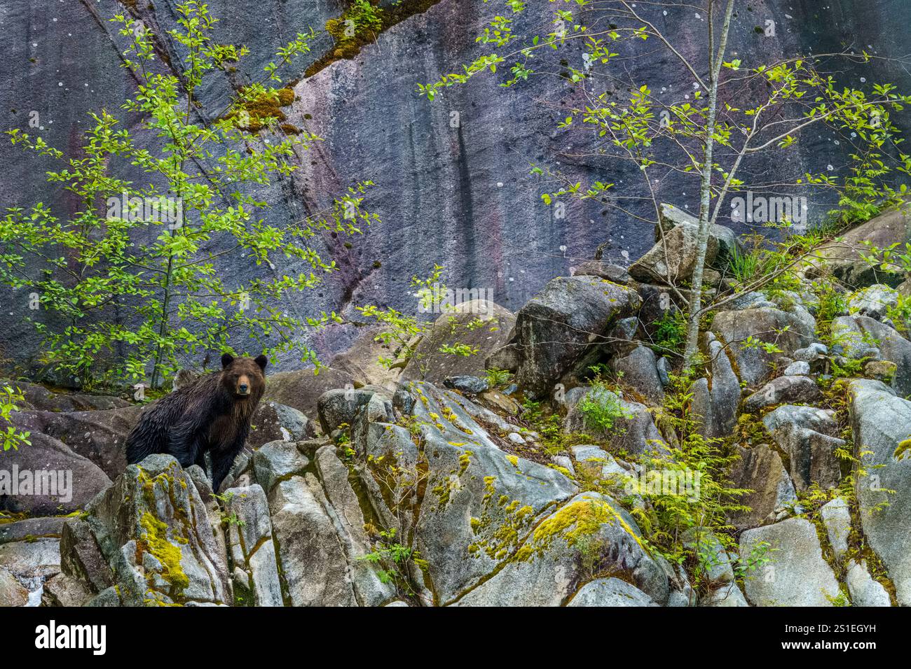 Grizzly bear in the cliffs of a steep mountain along the Knight Inlet ...
