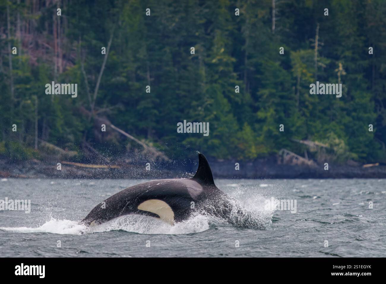 Killer whale, Orcinus orca in Knight Inlet, Traditional territory of ...