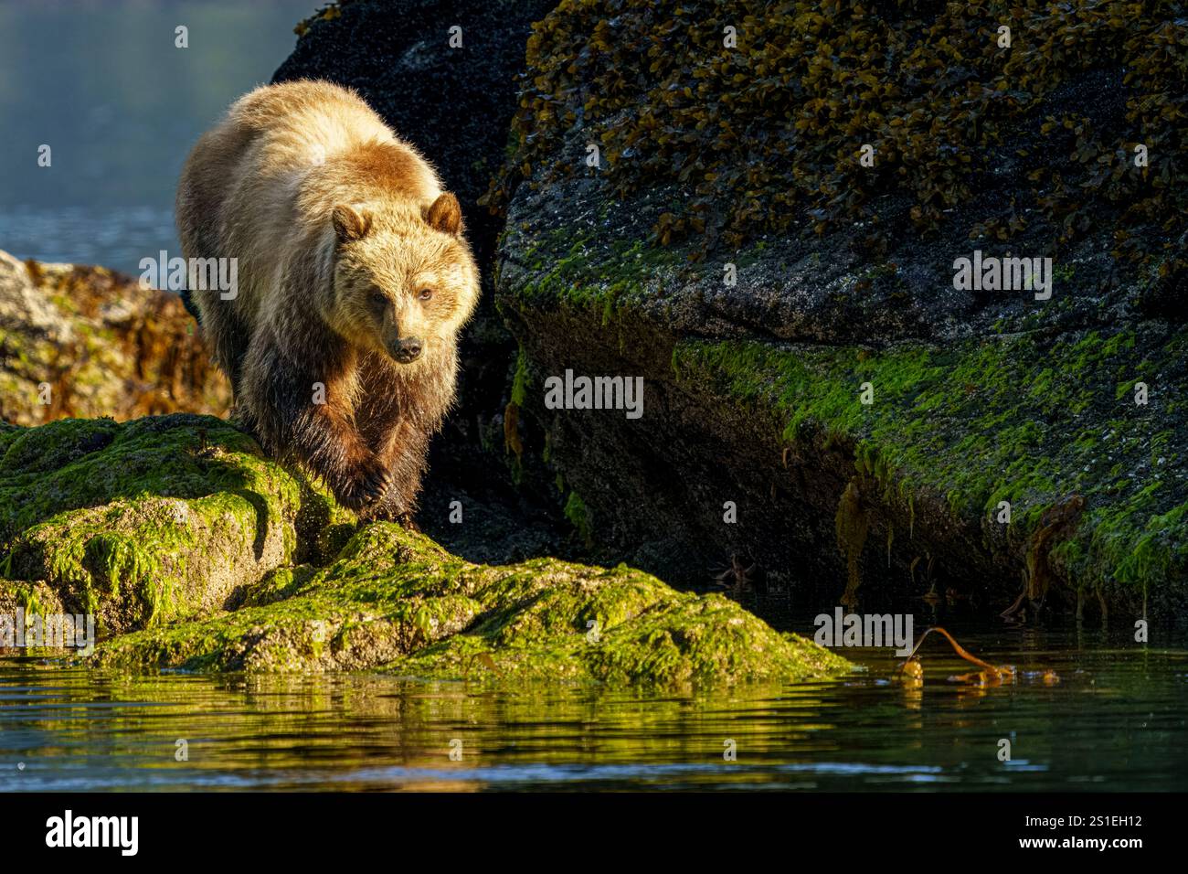 Grizzly bear coming down to the low tide mark at Tumakstum Island near ...