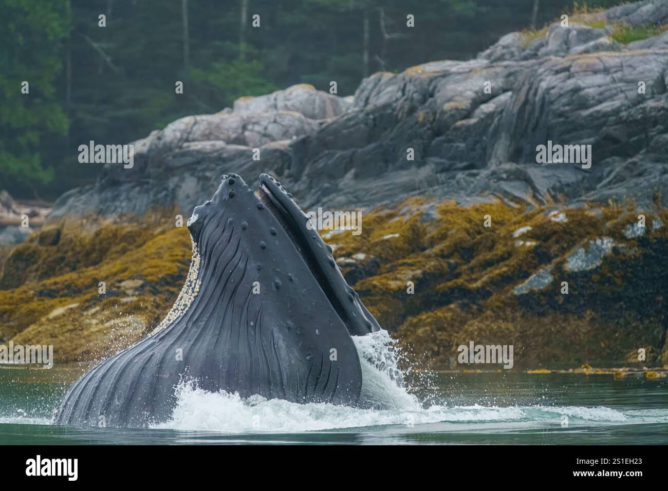 Humpback whale lunge feeding very close to the shoreline at low tide in ...
