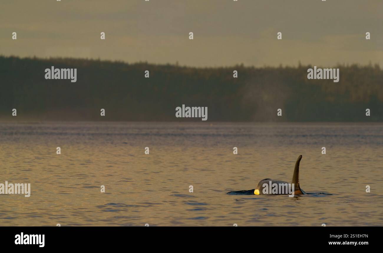 Male Northern Resident Killer Whale in Johnstone Strait, First Nations ...