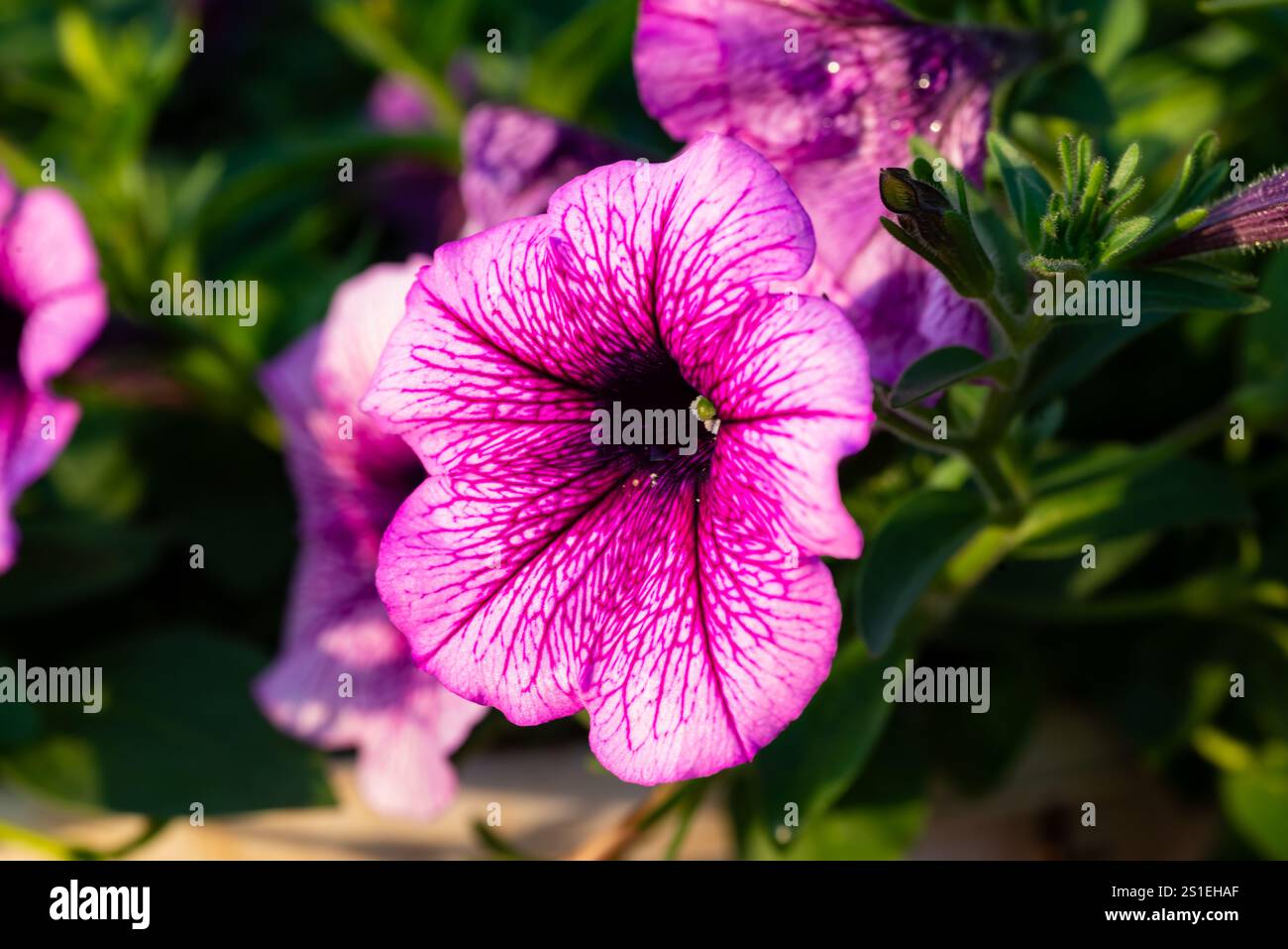 Close up of beautiful pink Catharanthus roseus. It is also known as ...