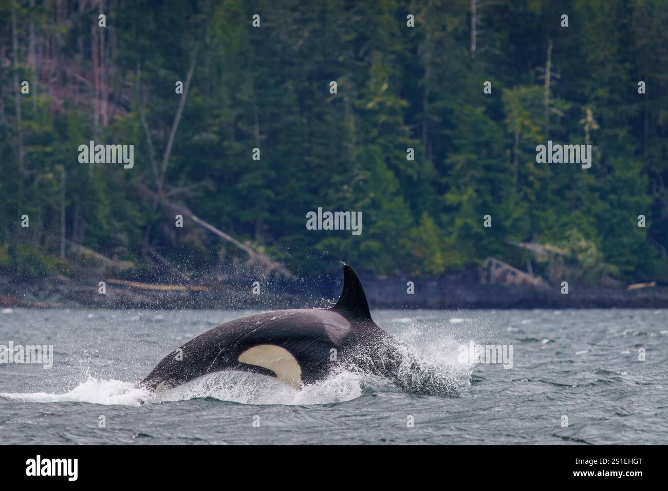 Killer whale, Orcinus orca in Knight Inlet, Traditional territory of ...