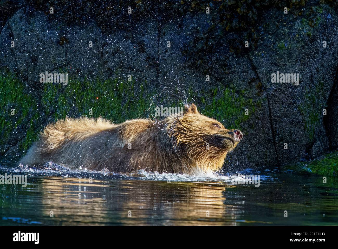 Grizzly bear tking a bath and shaking off the water along the low tide ...