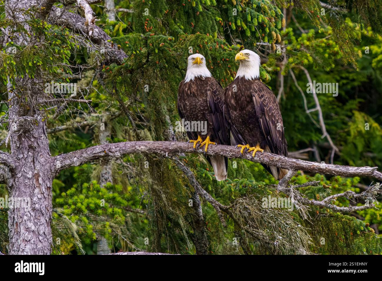 A bald eagle couple sitting in the rainforst along the Knight Inlet shoreline around Protection ...