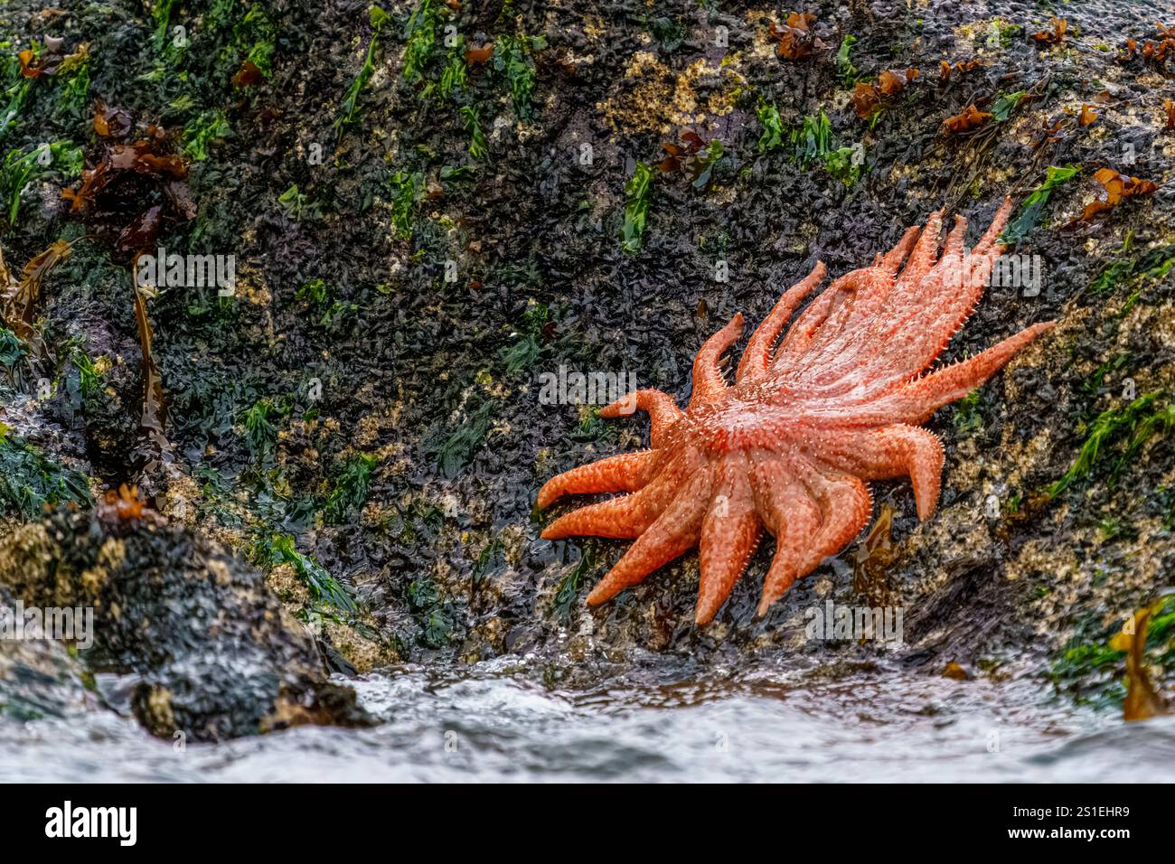 Red sunflower sea star at a very low tide at Rest Islets in Knight ...