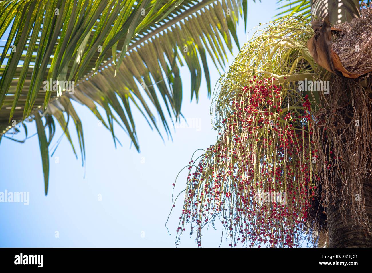 Jeriva tree and fruits (Syagrus romanzoffiana), also called ox-drool ...