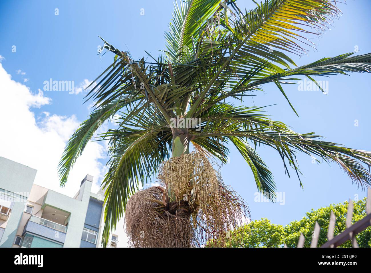 Jeriva tree and fruits (Syagrus romanzoffiana), also called ox-drool ...