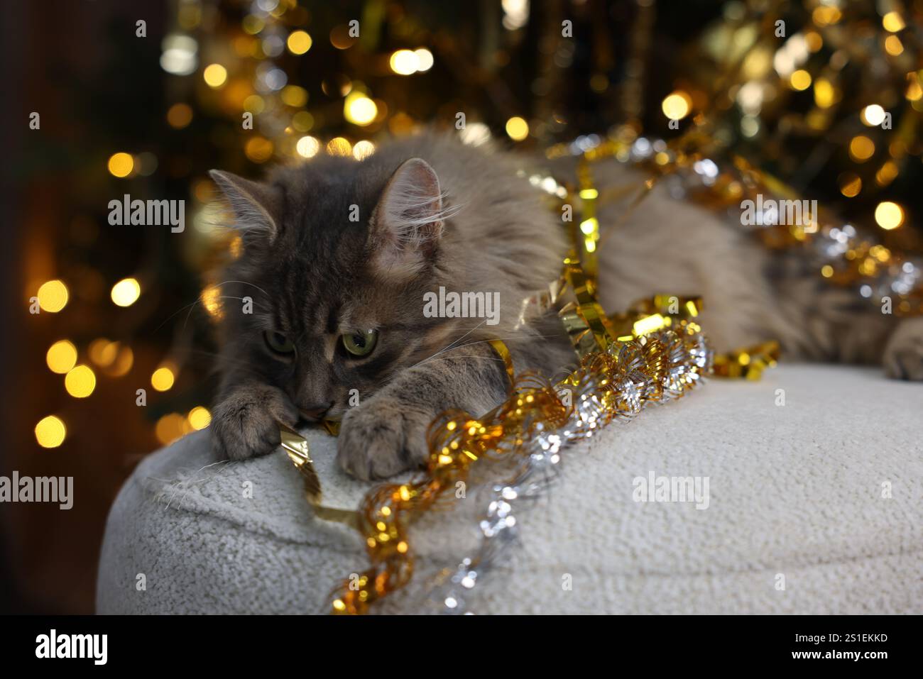 Cute cat with shiny tinsel on pouf against blurred lights, closeup ...