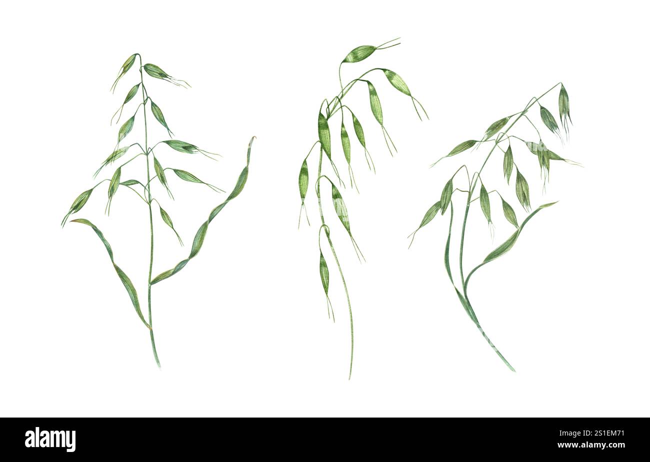 Watercolor wild meadow oats illustration clip art. Three green spikelet ...