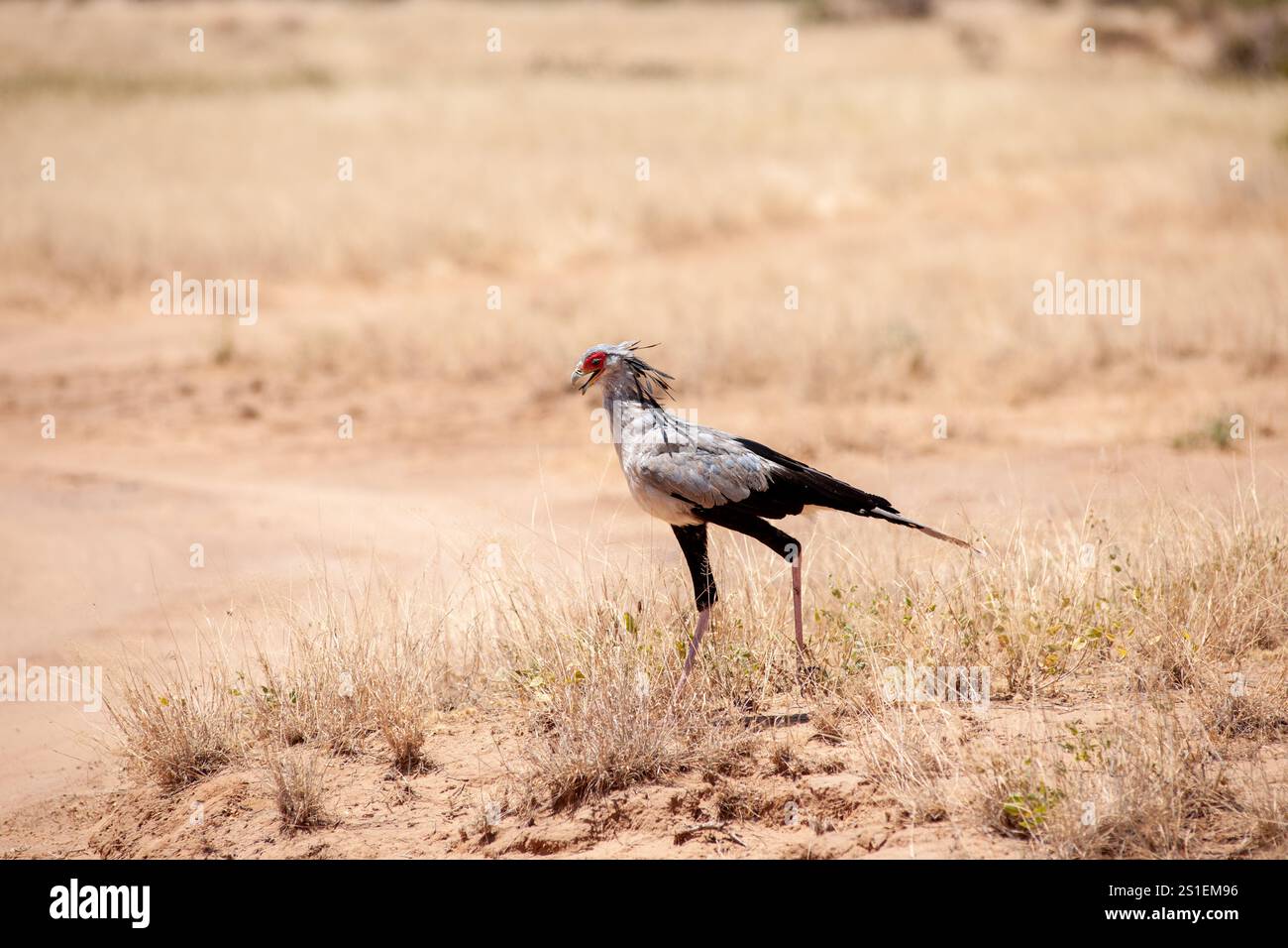 Secretary bird on tree in the Masai Mara Stock Photo - Alamy