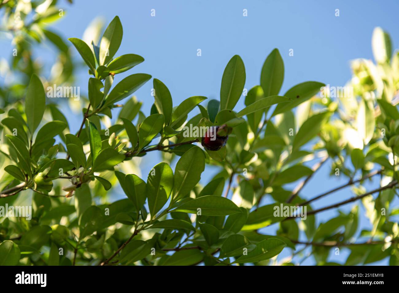 Rio Grande cherry plant and fruit (Eugenia involucrata Stock Photo - Alamy