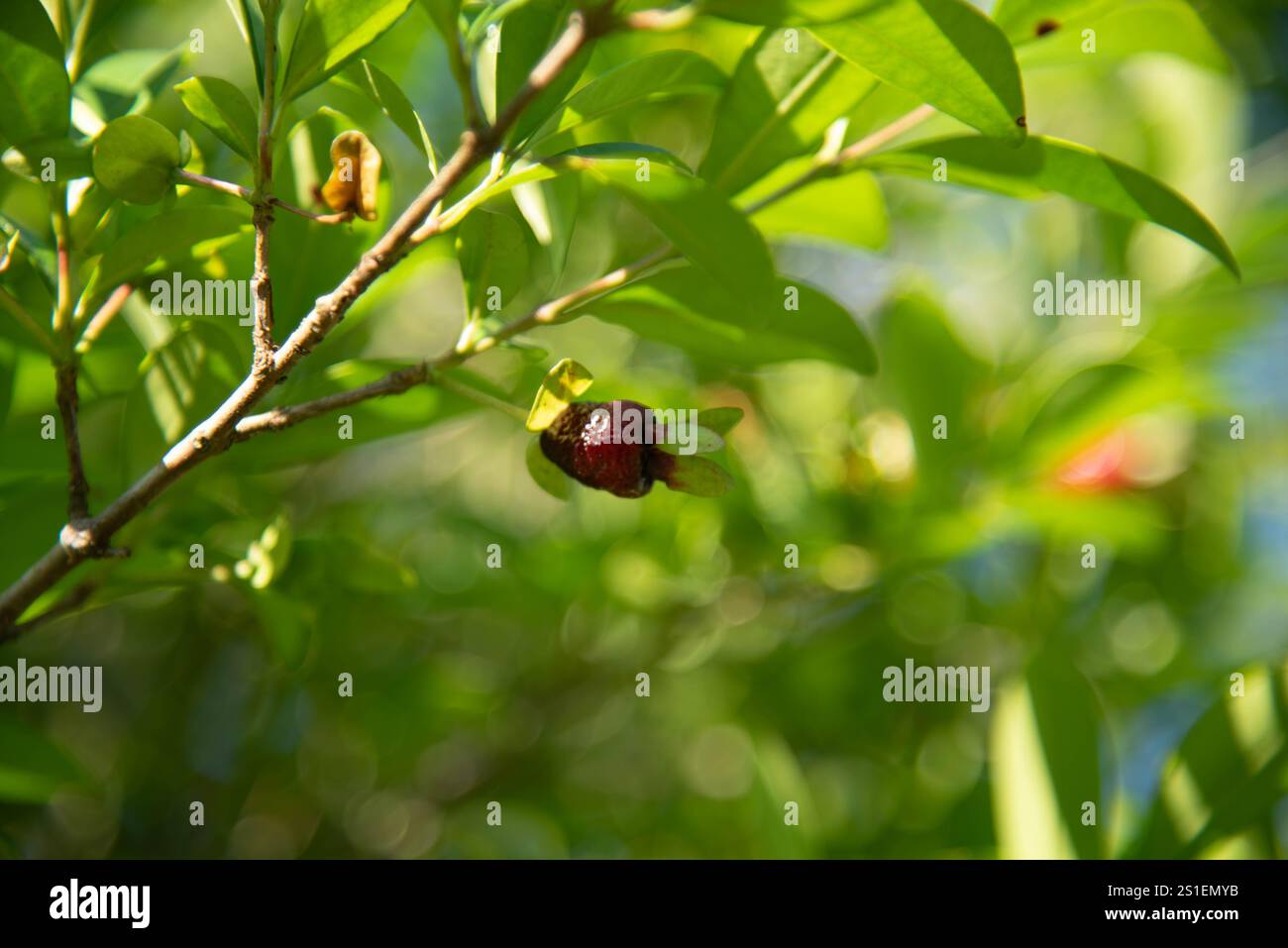 Rio Grande cherry plant and fruit (Eugenia involucrata Stock Photo - Alamy