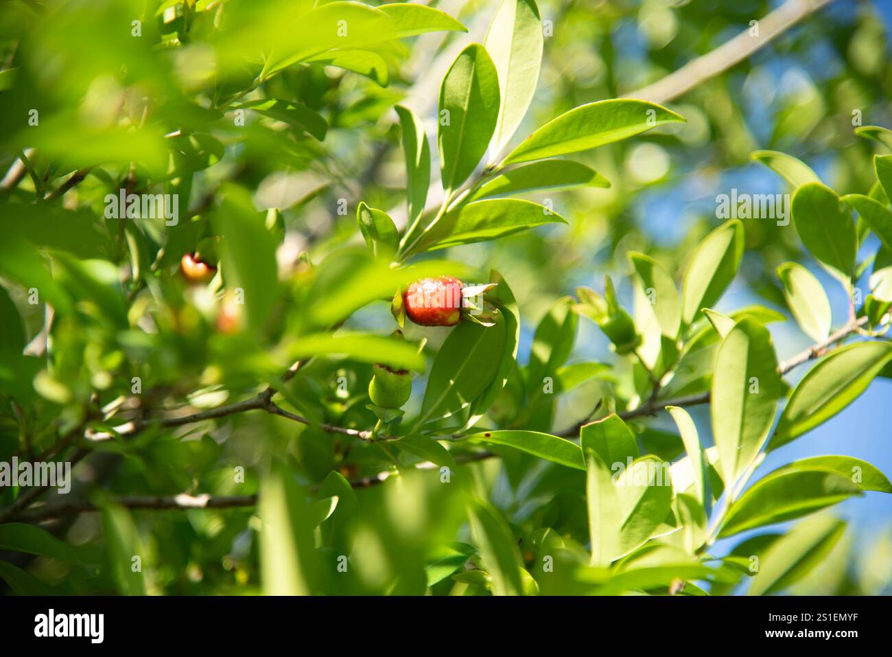 Rio Grande cherry plant and fruit (Eugenia involucrata Stock Photo - Alamy