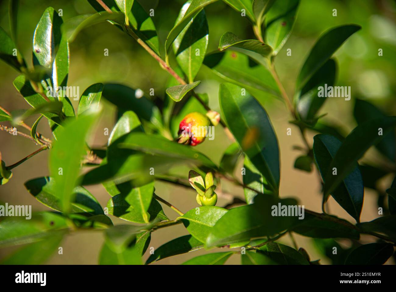 Rio Grande cherry plant and fruit (Eugenia involucrata Stock Photo - Alamy
