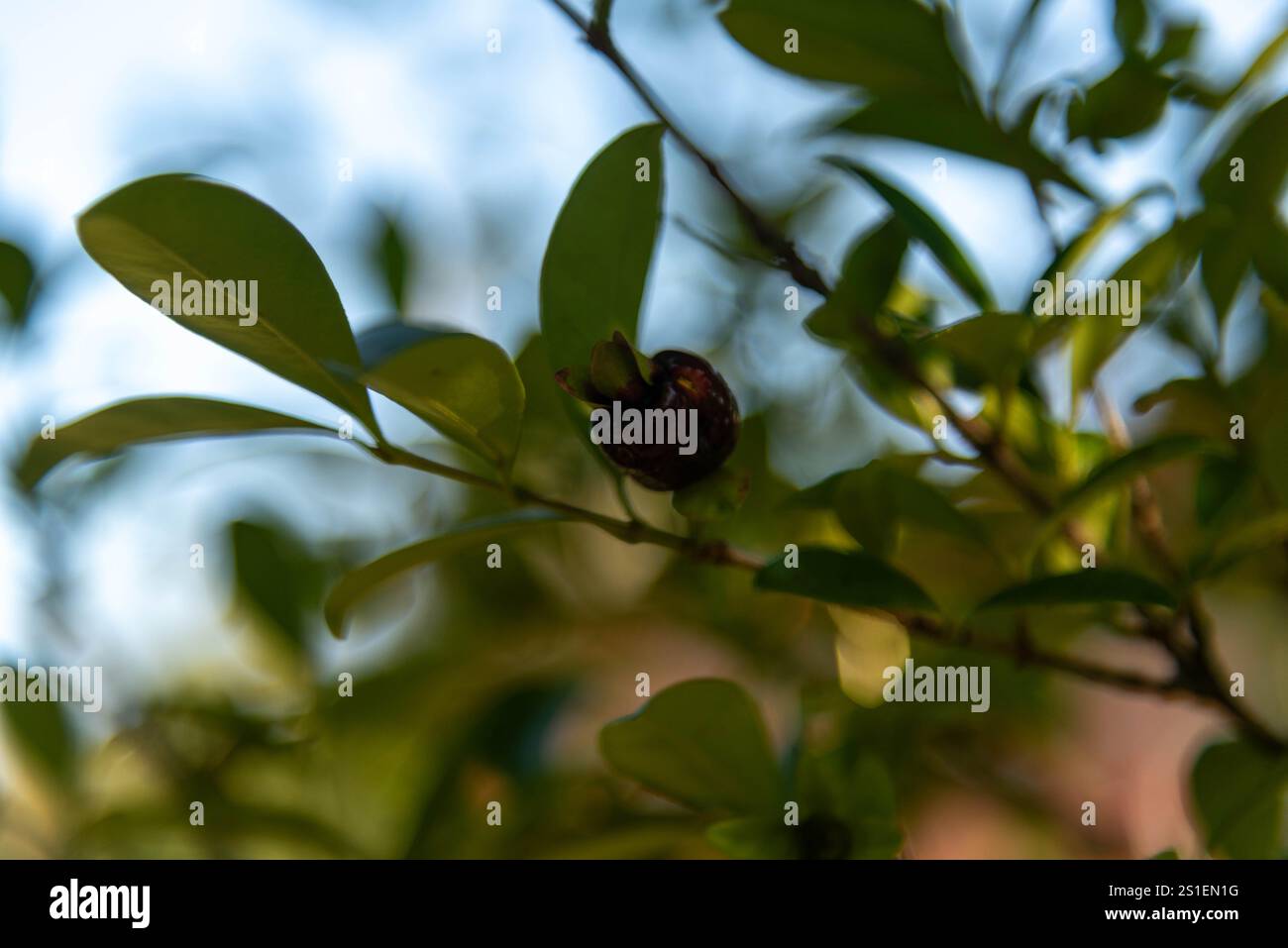 Rio Grande cherry plant and fruit (Eugenia involucrata Stock Photo - Alamy
