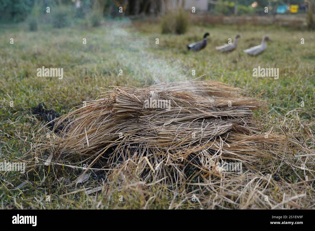 Santiniketan, Birbhum, India - December 6, 2024: The Santal community ...